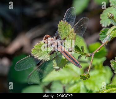 Chalk-Fronted Corporal Dragonfly in the Assawompsett Pond Complex ...