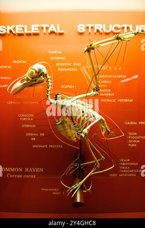 Bird specimens on display at the Museum of Natural History in New York ...