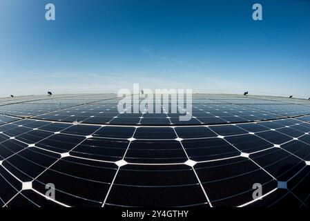 An array of solar photovoltaic panels used for converting sunlight into ...
