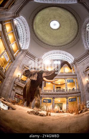 A large elephant dominates the main rotunda of the Smithsonian Museum ...