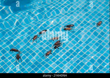 Cockroaches are swimming in the pool Stock Photo - Alamy