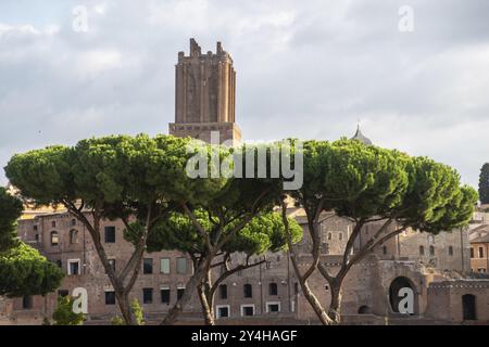 Palatine Hill Rome with Umbrella pine trees in foreground Stock Photo ...