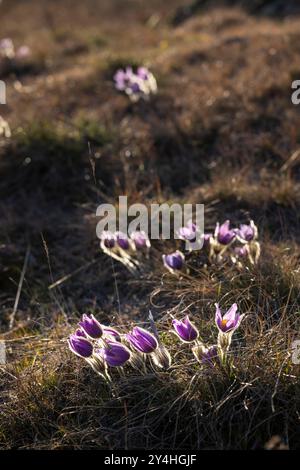 Pasque flower, National park Podyji, Southern Moravia, Czech Republic ...