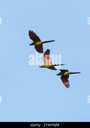 Chestnut-fronted macaw, severe macaw, Rotbugara, Ara vert, Ara severus ...