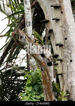 Chestnut-fronted macaw, severe macaw, Rotbugara, Ara vert, Ara severus ...