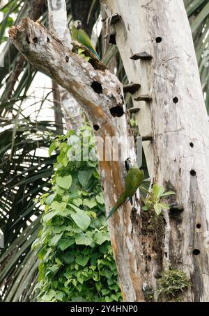 Chestnut-fronted macaw, severe macaw, Rotbugara, Ara vert, Ara severus ...