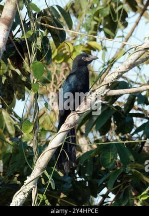 Greater ani, Riesenani, Ani des palétuviers, Crotophaga major, nagy ani ...