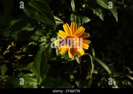 wedelia is a flowering plant in the family of Asteraceae.it is also ...