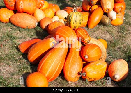 Lots of pumpkins on a garden lawn. Sunny fall day. Harvest Stock Photo ...