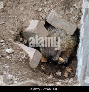 groundhog eating a peanut next to its hole in public park (small ground ...
