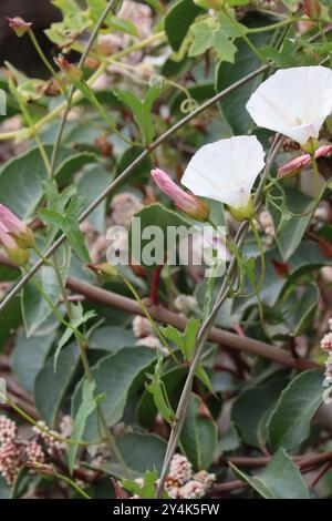 Calystegia Macrostegia Subspecies Intermedia, a graceful native twining ...