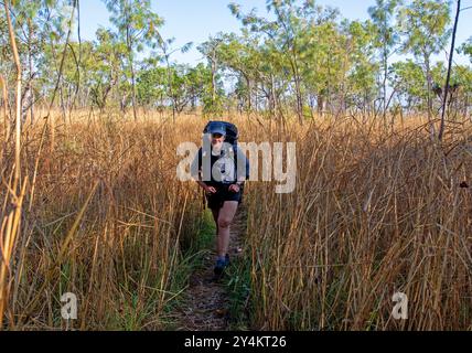 Hiking through speargrass on the Tabletop Track Stock Photo - Alamy