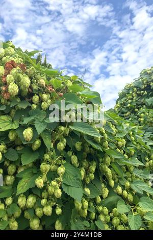 Hop bushes. Wild hops. Hops for brewing. Hops Stock Photo - Alamy