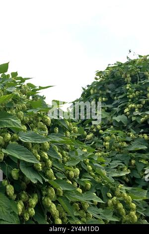 Hop bushes. Wild hops. Hops for brewing. Hops Stock Photo - Alamy