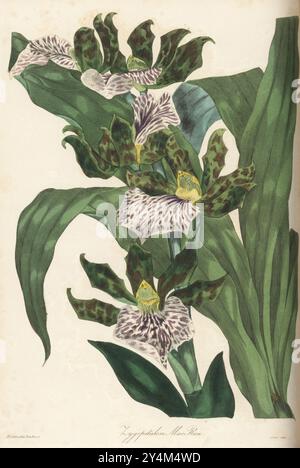 Zygopetalum (Zygopetalum mackaii), flower Stock Photo - Alamy