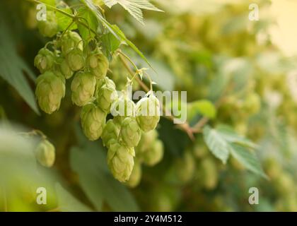 Hop cones and leaves. Raw materials for brewing 3 Stock Photo - Alamy