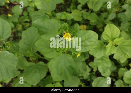 Malachra capitata flower in the garden blooming Stock Photo - Alamy