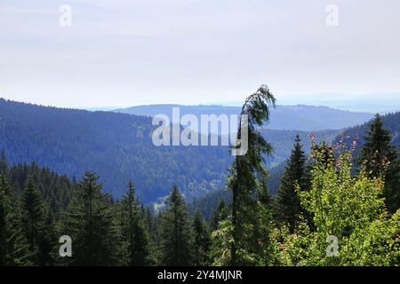Dense forest landscape overlooking Thuringian forest with layers of ...