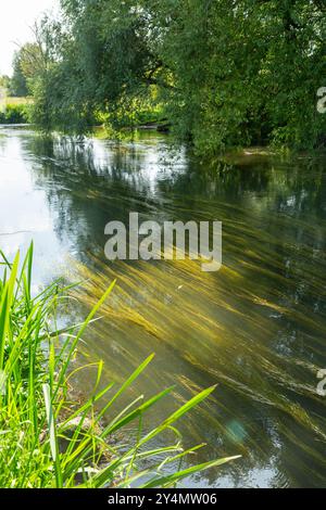 River Nadder on the outskirts of Salisbury , Wiltshire, England Stock ...