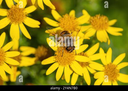 The Striped Hover-fly is a classic example of Batesian Mimicry. This is ...