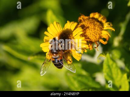 The Striped Hover-fly is a classic example of Batesian Mimicry. This is ...