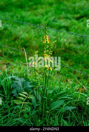 Close up of beautiful and colorful verbascum flowers mix Stock Photo ...