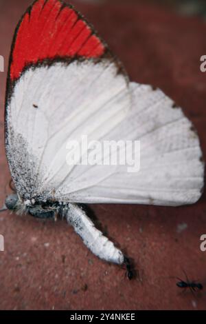 Vadodara, Gujarat / India - July 6, 2006 : Close-up view of the dead ...