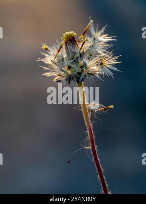 Close-up the seed of a Tridax Daisy flower when withering Stock Photo ...