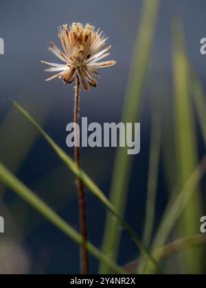 Close-up shot the seed of a Tridax Daisy flower when withering Stock ...