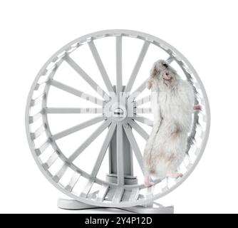 A playful hamster exercises energetically in a white wheel on a white ...