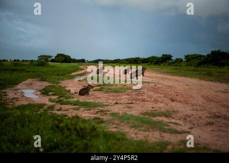 Families of capibara (capybara) are seen near the water in the plains ...