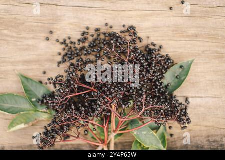 A cluster of ripe elderberries with deep purple-black fruit Stock Photo ...