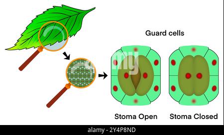 microscopic photo of stomata on the leaf of Portulaca oleracea plant ...