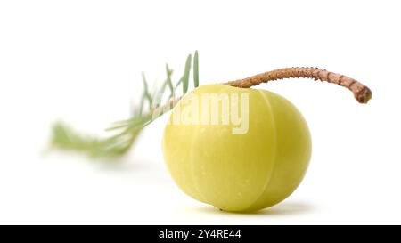 fresh amla or indian gooseberry isolated white background, small ...
