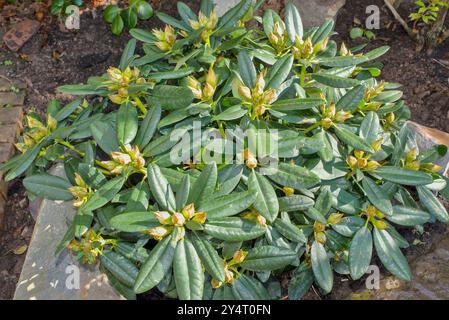 Close up of a Pittosporum tobira, Japanese Mock Orange evergreen shrub ...