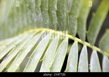 Bread palm fern, Encephalartos transvenosus, South Africa, Africa Stock ...