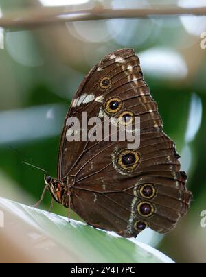 Achilles morpho, blue-banded morpho, or banded blue morpho, Morpho ...