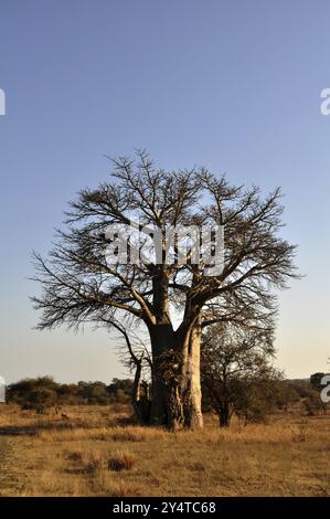 Baobab tree, biggest tree in the world, in the Kruger National Park ...