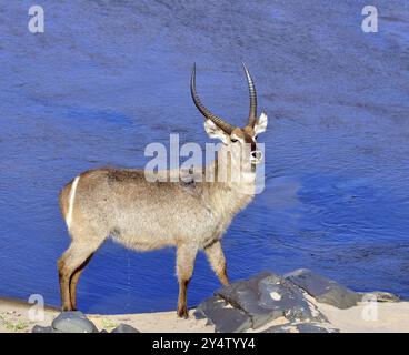 A Waterbuck antelope in a river in the Kruger National Park, South ...