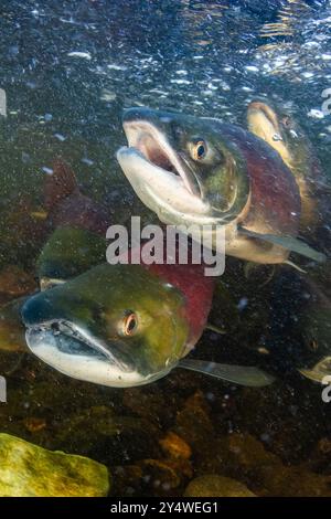 Male and Female Spawning Sockeye Salmon. A male and female Sockeye ...