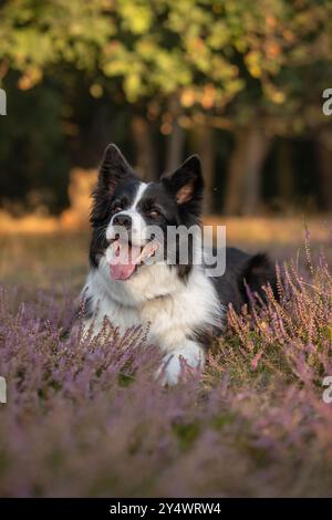 Border collie dog in heather flowers Stock Photo - Alamy