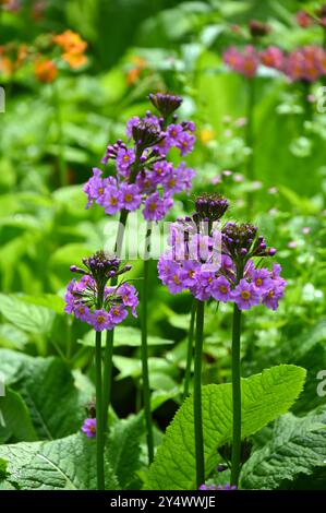 Bright purple primroses in the garden. Pink primrose flowers with a ...