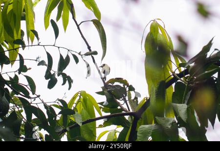 shot on the cipoh bird or aegithina tiphia on a tree branch Stock Photo ...