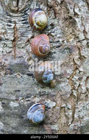 Polymorphism: four Grove snails with completely different colored ...