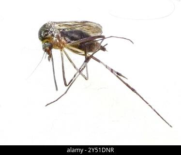 White-footed Woods Mosquito (Psorophora ferox) Insecta Stock Photo - Alamy