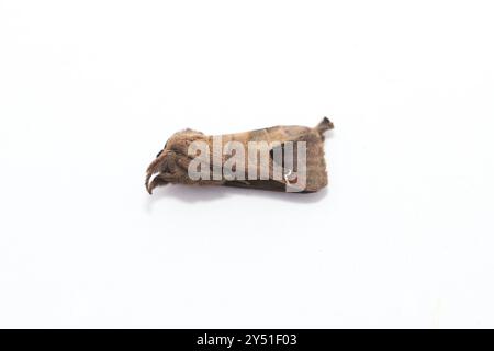 Sigmoid Prominent (Clostera albosigma) Insecta Stock Photo - Alamy