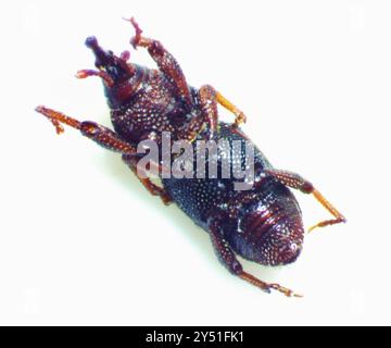 Grain Weevils (Sitophilus) Insecta Stock Photo - Alamy