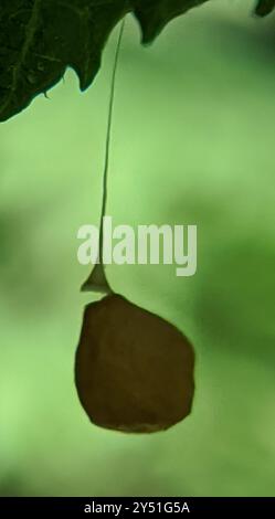 Common Eastern Ray Spider (Theridiosoma gemmosum) Arachnida Stock Photo ...