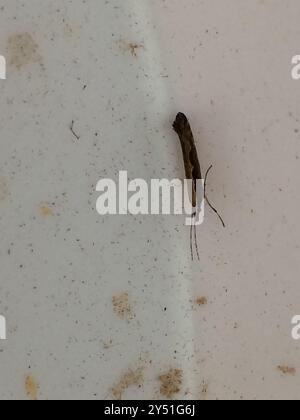 Diamondback Moth (Plutella xylostella) Insecta Stock Photo - Alamy