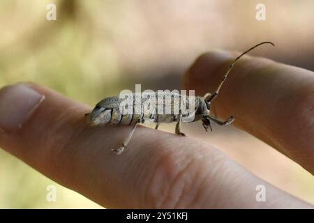 Poplar Borer (Saperda calcarata) Insecta Stock Photo - Alamy